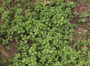 Chickweed and Henbit…these are some fowl weeds.