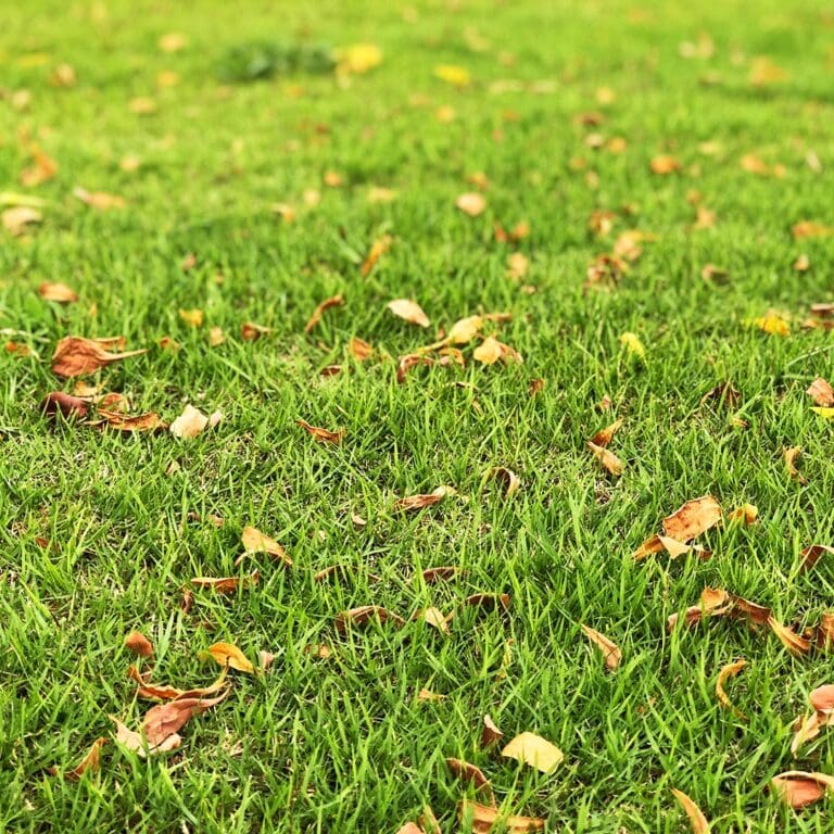 When Is The Best Time Of Year to Aerate Your Lawn?