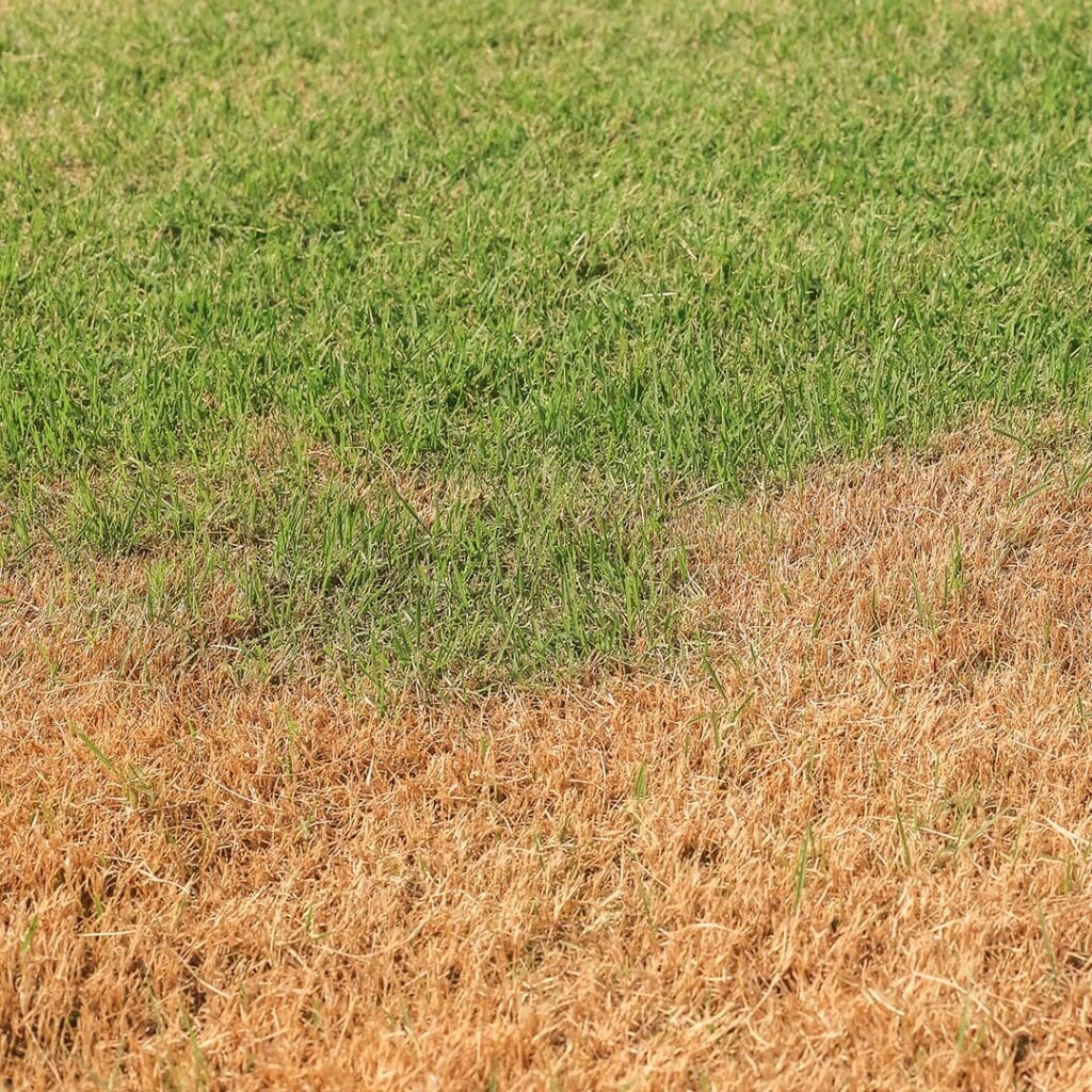 Why Insect And Grub Control Is Important And When To Get It Done